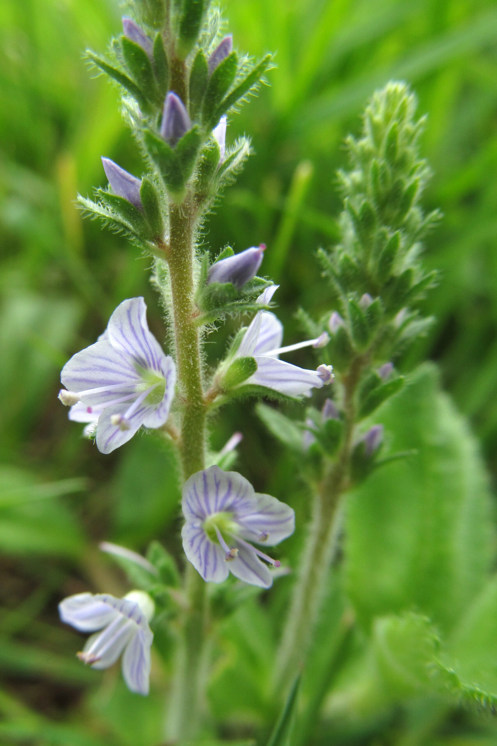Common Speedwell (Veronica officinalis) – Flora Pittsburghensis