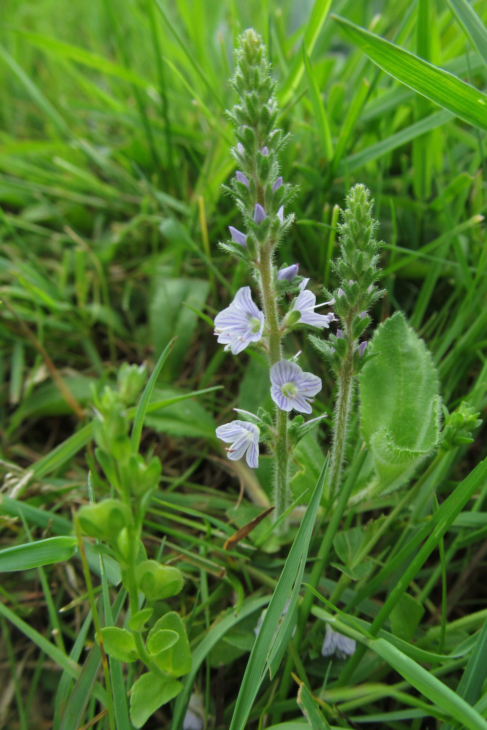 Common Speedwell (Veronica officinalis) – Flora Pittsburghensis