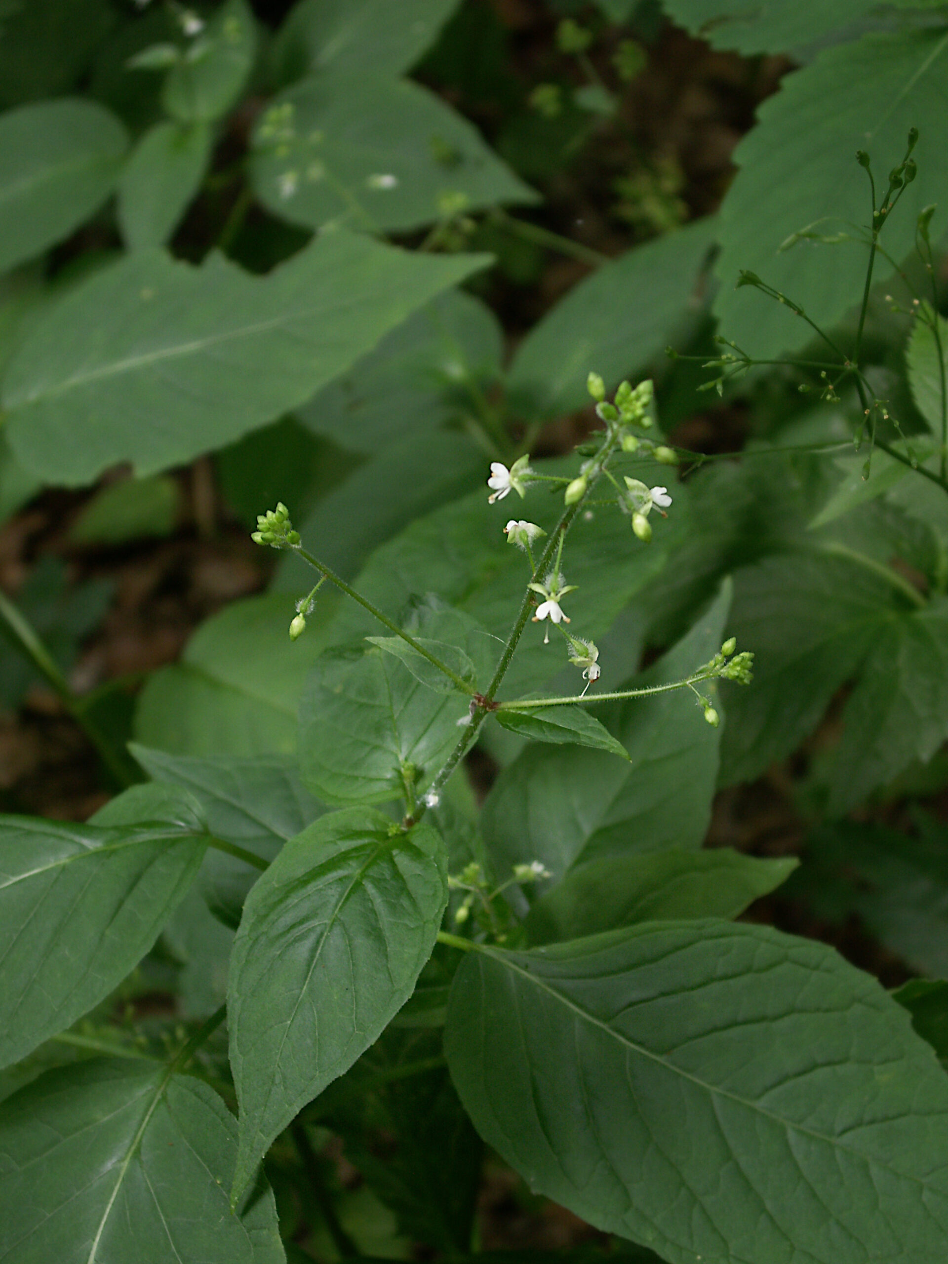 Flora Pittsburghensis – Wild Flowers of Pittsburgh and Western Pennsylvania